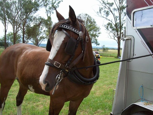 Gallery - The Luddenham Show